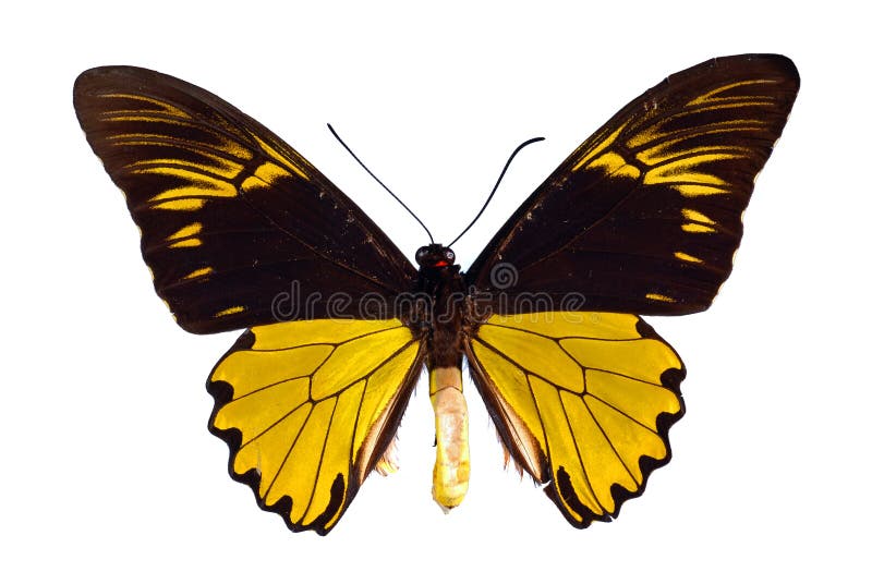 Swallowtail de Birdwing imagen de archivo. Imagen de fragilidad - 17648669