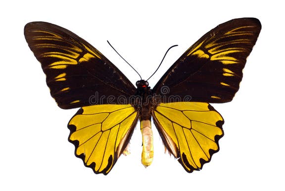 Swallowtail de Birdwing imagen de archivo. Imagen de fragilidad - 17648669