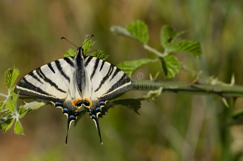 Swallowtail escaso imagen de archivo. Imagen de criatura - 5422295
