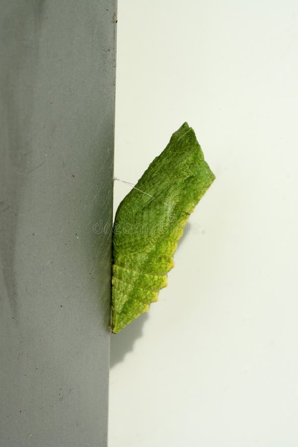 Swallowtail Pupa, Dovetail Papilio Machao Stock Photo - Image of shot ...