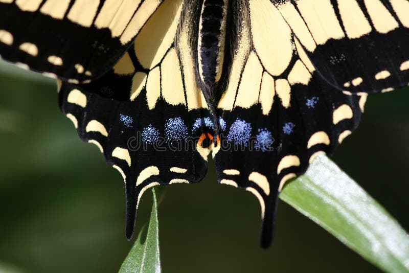 Swallowtail s Tail stock image. Image of yellow, swallow - 3057217