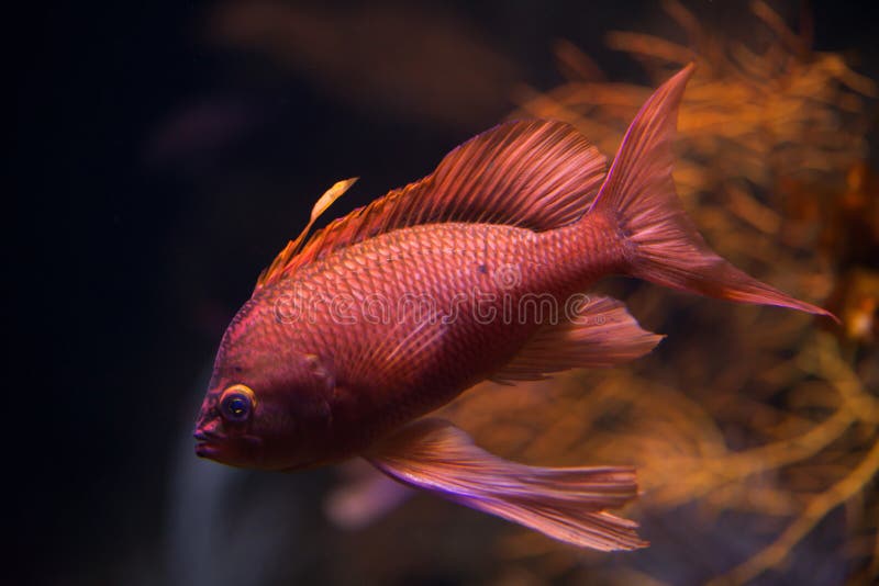 Swallowtail seaperch stock photo. Image of swallowtail - 55330004