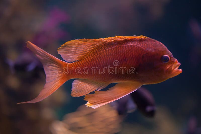 Swallowtail Seaperch Anthias Anthias Stock Image - Image of animals ...
