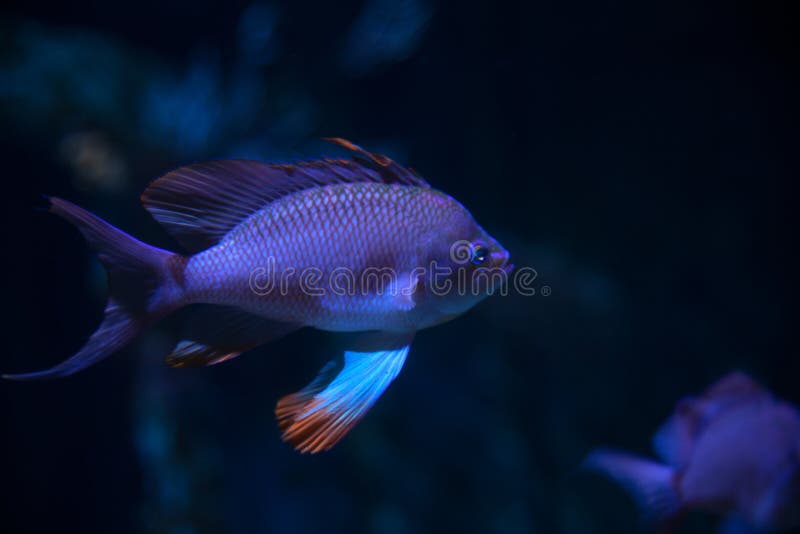 Swallowtail Seaperch in the Aquarium Stock Photo - Image of nature ...