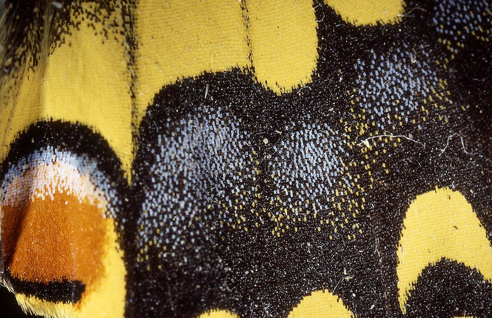 Swallowtail Wings with Drawing Stock Image - Image of fragile, yellow ...