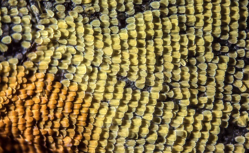 Swallowtail Wings with Drawing Stock Photo - Image of yellow, exotic ...