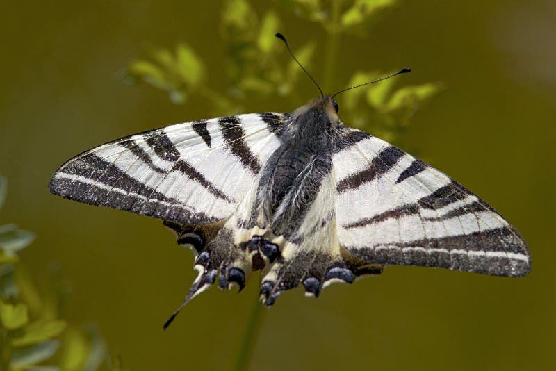 Vlinder Met Een Uil` S Oog Op De Vleugels Stock Foto - Image of insect ...