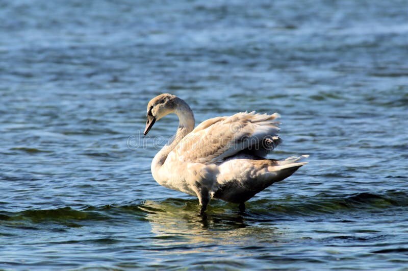 Swam Stock Photos - Download 1,037 Royalty Free Photos