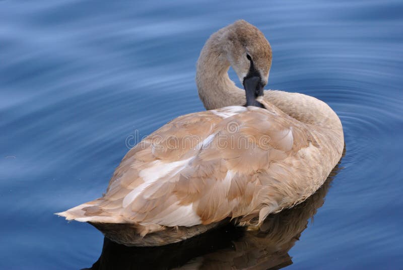 Swam in lake stock image. Image of animal, water, park - 21637407