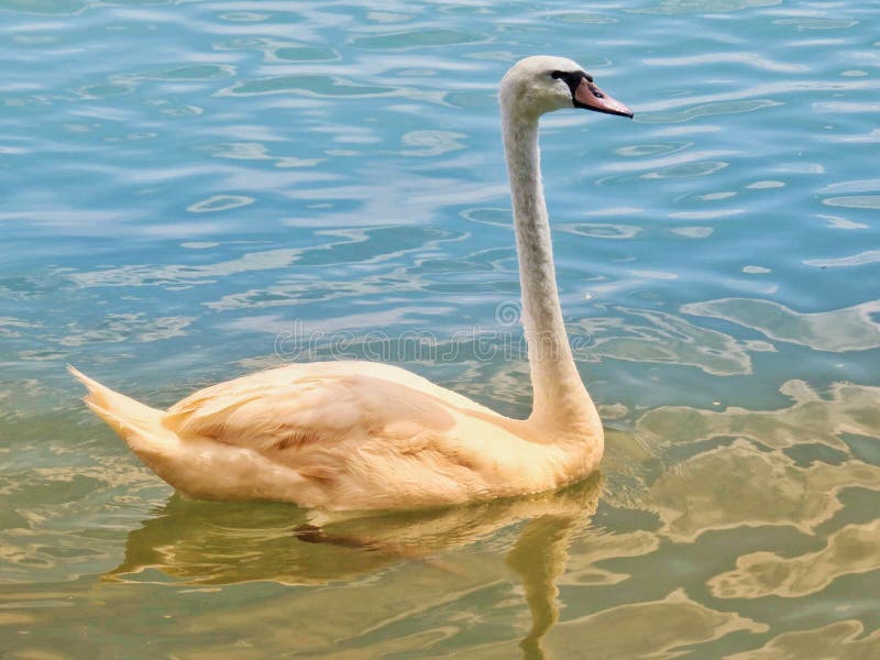 Swam in lake stock image. Image of animal, water, park - 21637407