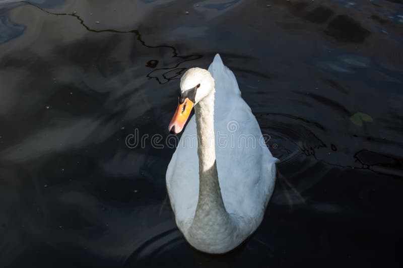 Swam in the lake stock image. Image of nature, bird, majestic - 44992063