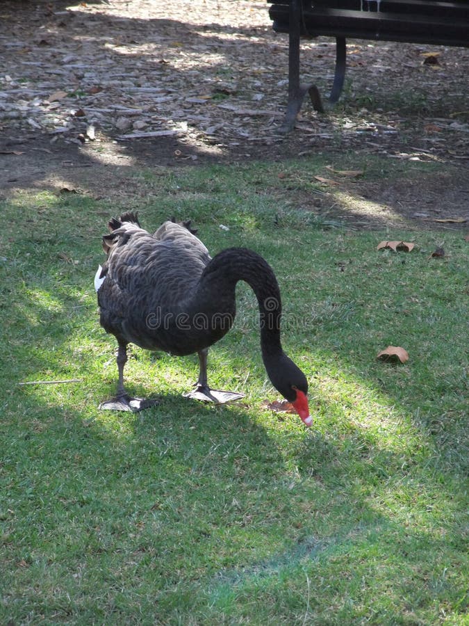 Swam in a Park in Australia Stock Photo - Image of nature, australia ...