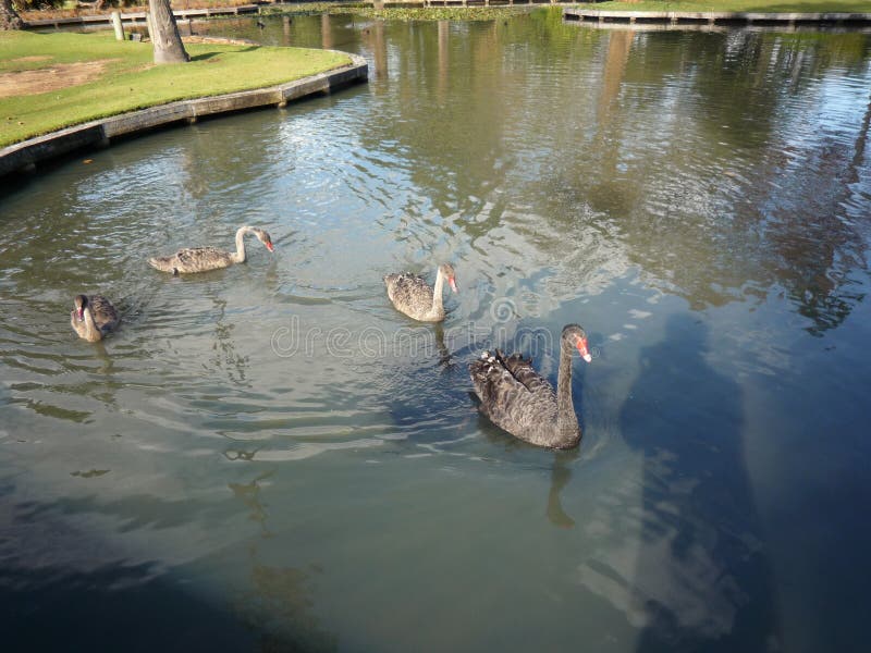 Swam in a Park in Australia Stock Image - Image of bird, park: 57461973
