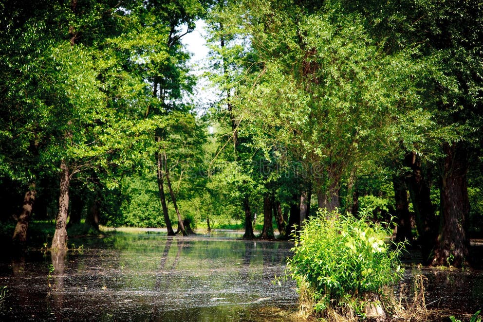 Swamp stock photo. Image of landscape, fish, brush, preserve - 14704958