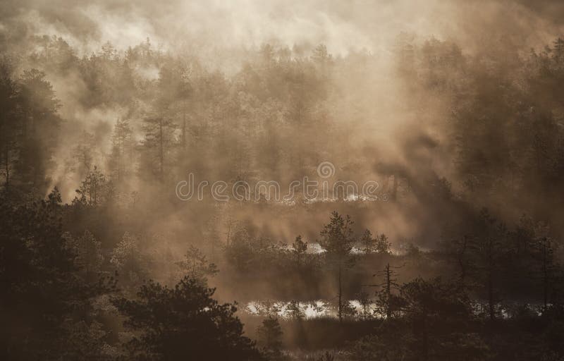 Swamp stock photo. Image of alone, mist, calm, pine, grey - 16355708