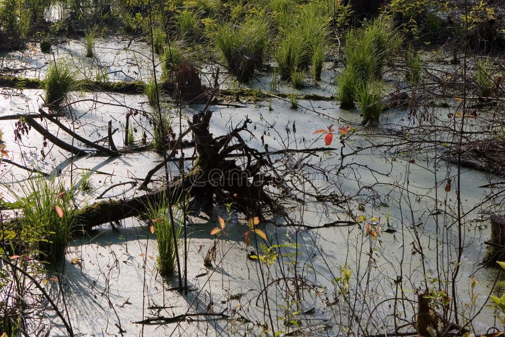 Swamp stock image. Image of swamp, scenery, slime, ooze - 186947971