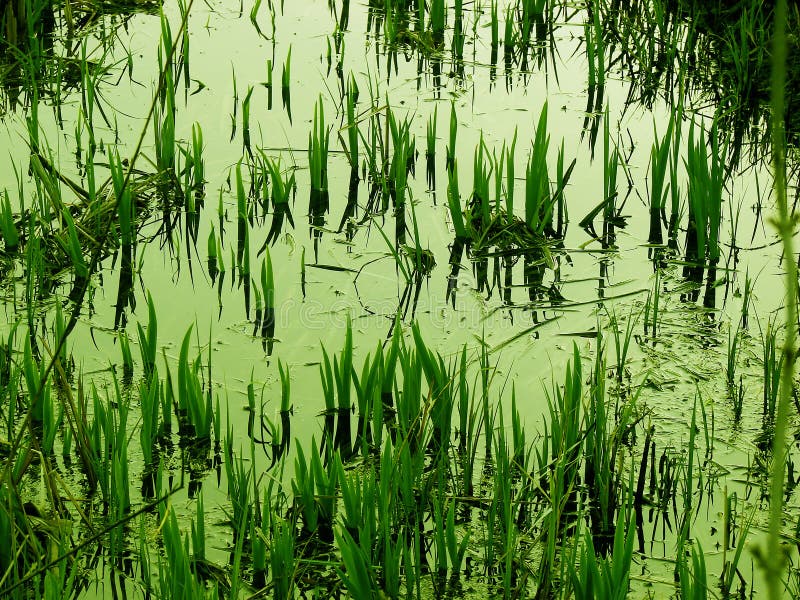 Dead swamp stock photo. Image of swamp, primaeval, bizarre - 2116060