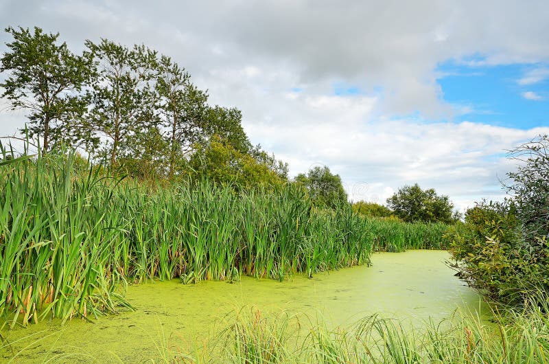 The swamp stock image. Image of cane, outdoors, rural - 26802241