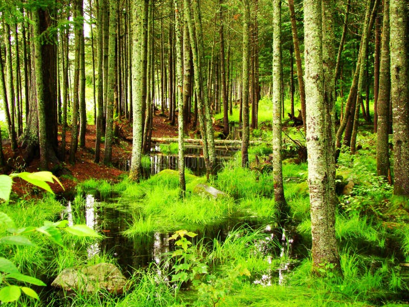 Swamp stock photo. Image of swamp, marsh, overgrown, growth - 6430624