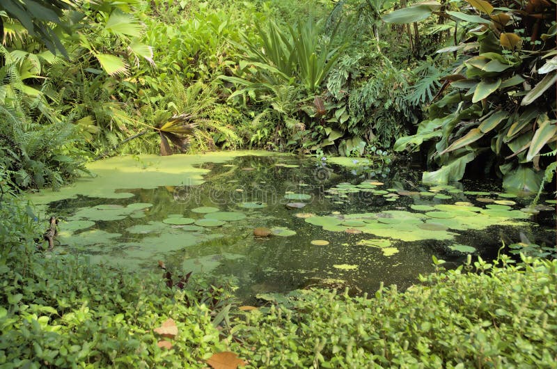 Swamp stock image. Image of green, scenic, plants, swamp - 951743