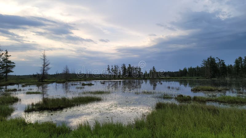 Swamp Adventures in Michigan Stock Photo - Image of marsh, wetland ...