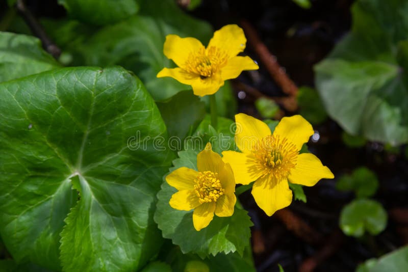 In a Swamp, in the Alder Forest Blossom Caltha Palustris Stock Image ...