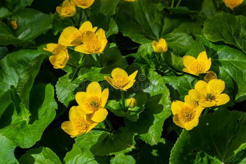 In a Swamp, in the Alder Forest Blossom Caltha Palustris Stock Photo ...