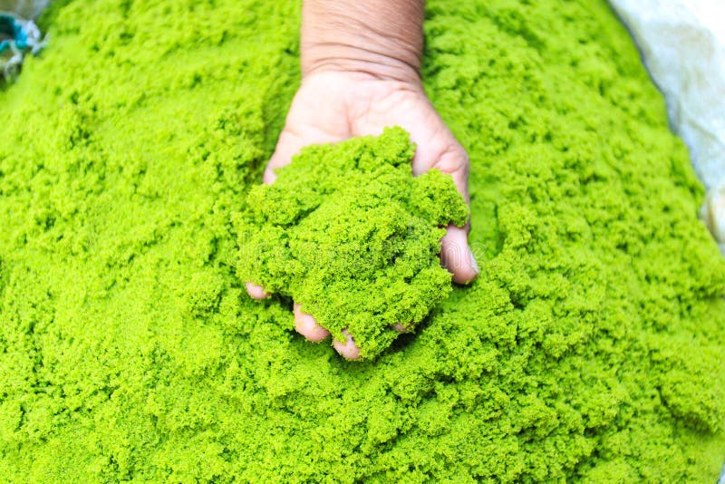 Swamp Algae or Water Meal in Northeast of Thailand Stock Photo - Image ...