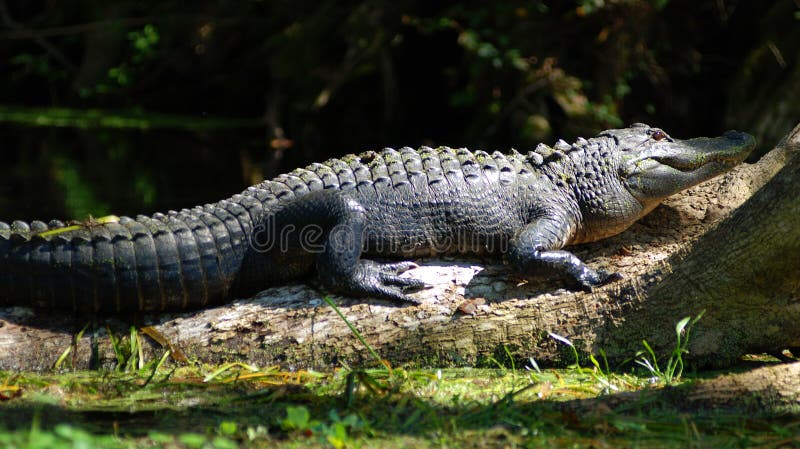 Swamp Alligator stock photo. Image of swampy, skin, river - 10708992