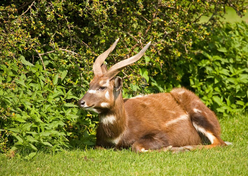 Swamp antelope stock photo. Image of nature, wild, grass - 34142356