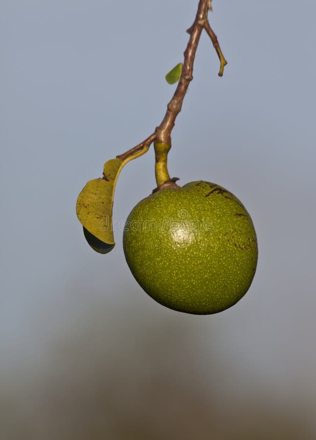 Swamp apple stock image. Image of pond, summer, nature - 16128293