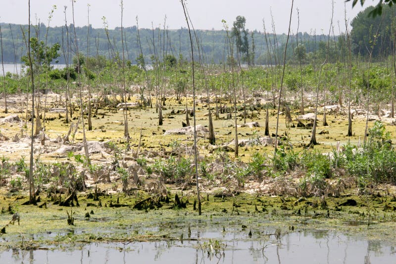 Swamp area stock image. Image of calm, estuary, river, yellow - 971955