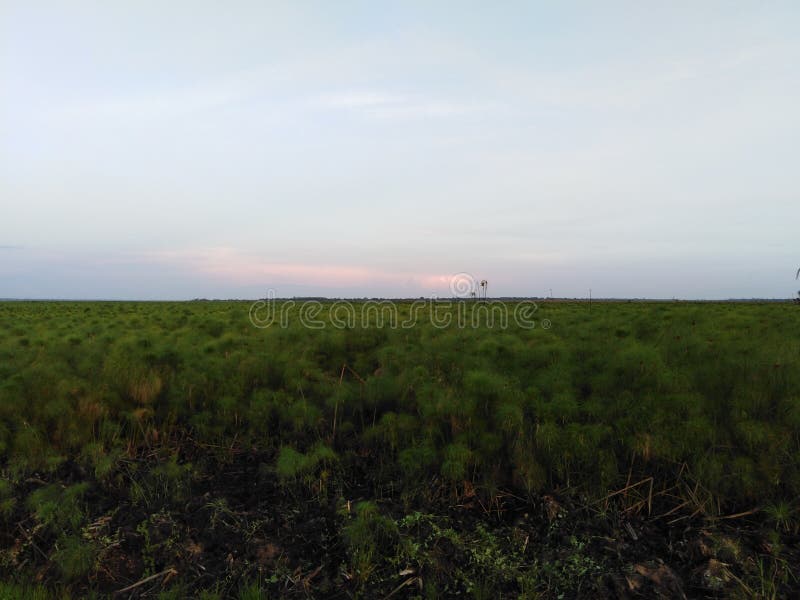 Swamp area 100 miles stock photo. Image of miles, swamp - 147092580