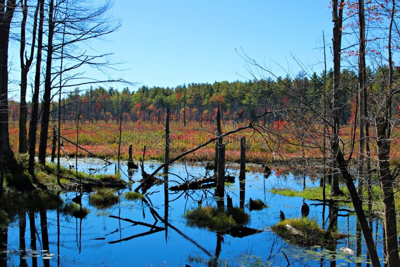 Swamp stock photo. Image of pretty, landscape, fall - 100399978
