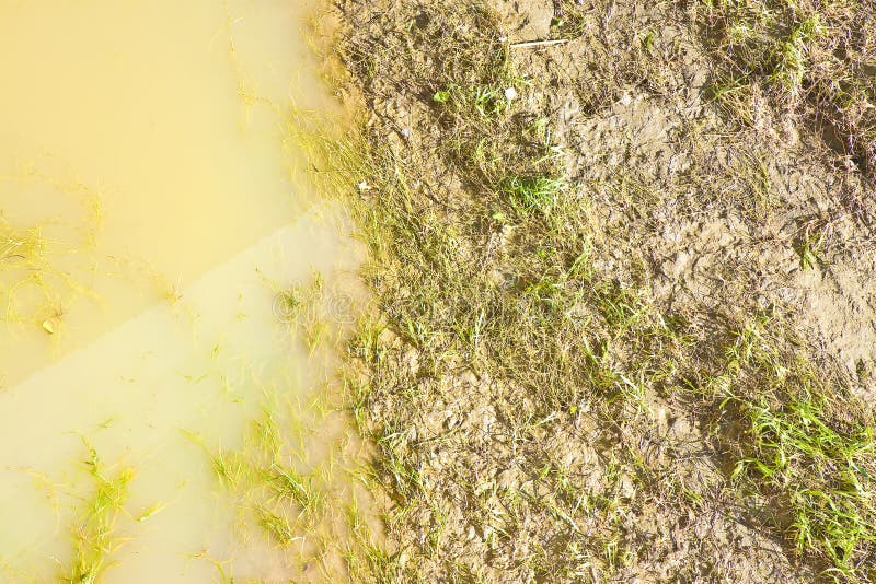 129 Everglades Pollution Stock Photos - Free & Royalty-Free Stock ...