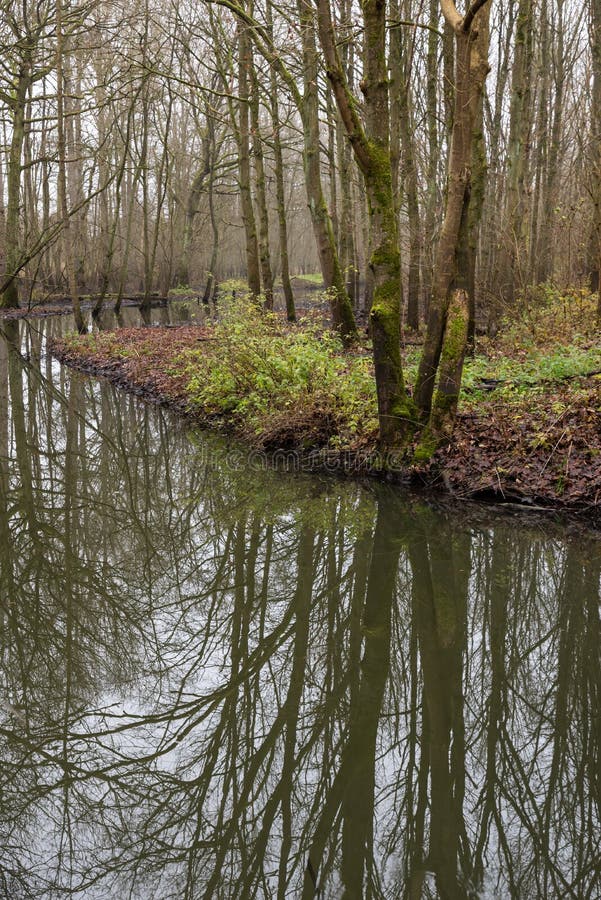 Swamp with Bare Tree Reflections in a Flemish Nature Reserve Stock ...