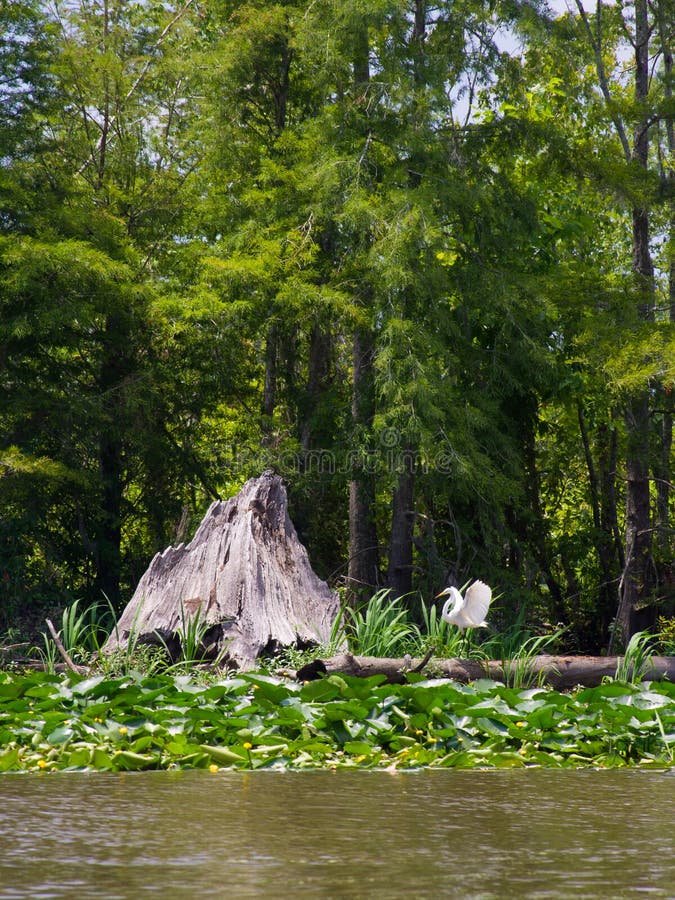 Swamp or bayou stock image. Image of natural, shallow - 22332103
