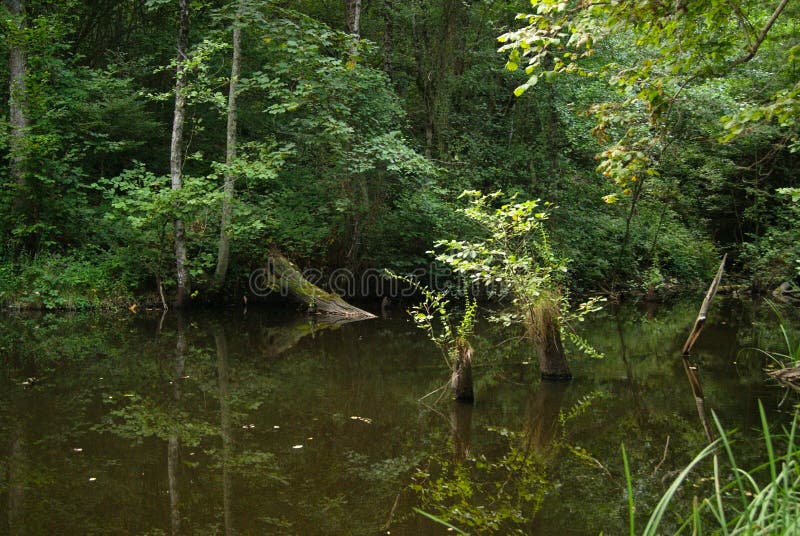 A Swamp in a Temperate Climate Zone at Early Summer. Stock Photo ...