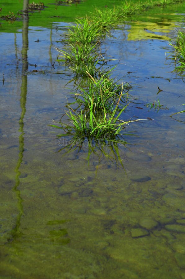 Swamp stock photo. Image of nature, square, park, swale - 38638560