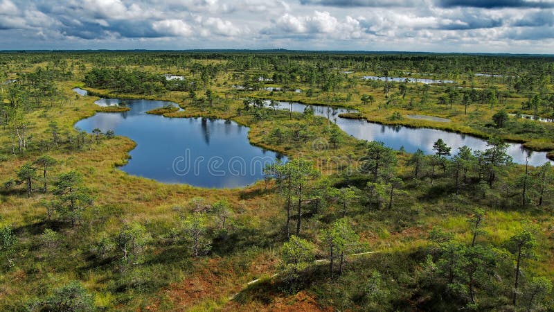 Swamp milkweed stock image. Image of michigan, abundant - 25743987
