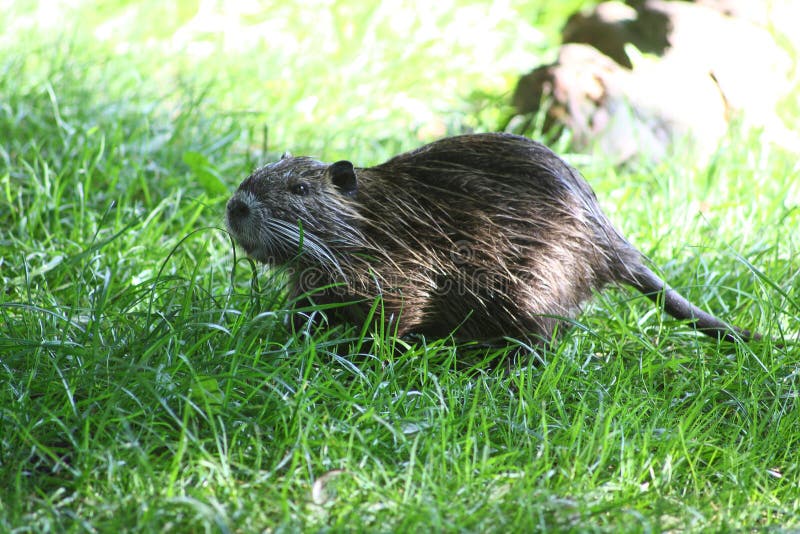 865 Beaver Nutria Tail Stock Photos - Free & Royalty-Free Stock Photos ...