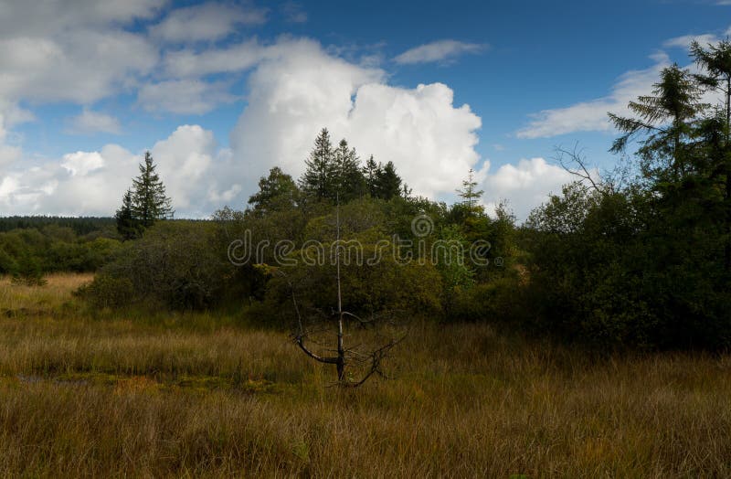 Swamp in Beglium Called Hautes Fagnes Stock Photo - Image of eupen ...