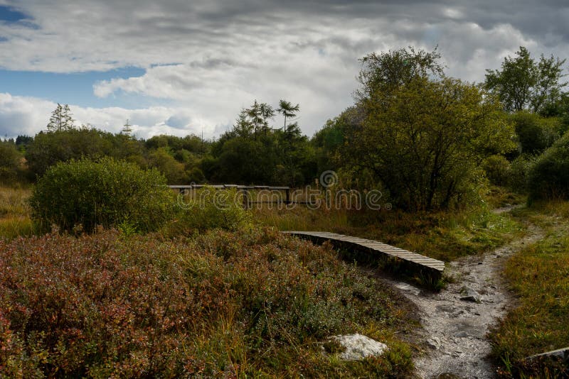 Swamp in Beglium Called Hautes Fagnes Stock Photo - Image of venn ...