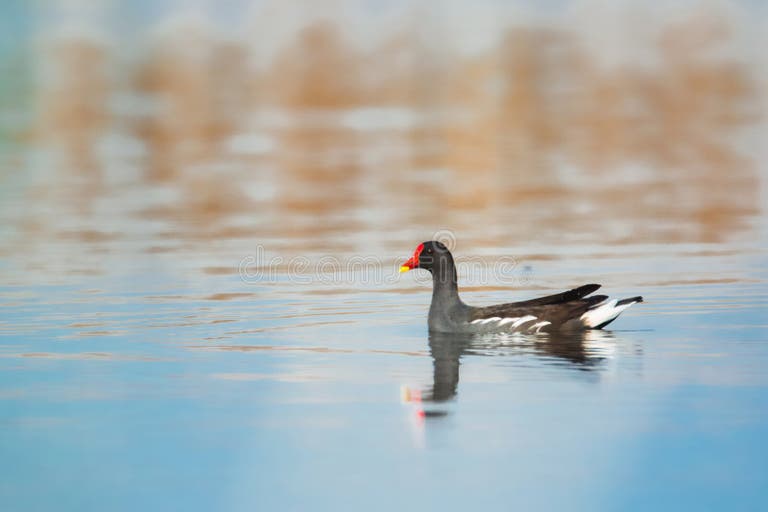 Swamp Bird and the Blue Water Stock Image - Image of wing, swamp: 313109737