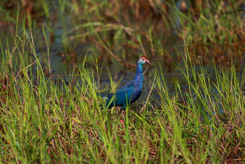 Swamp bird stock image. Image of marsh, landscape, bird - 35714355