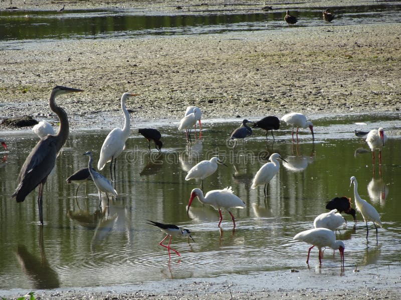 Swamp Birds in the Everglades Stock Photo - Image of flight ...
