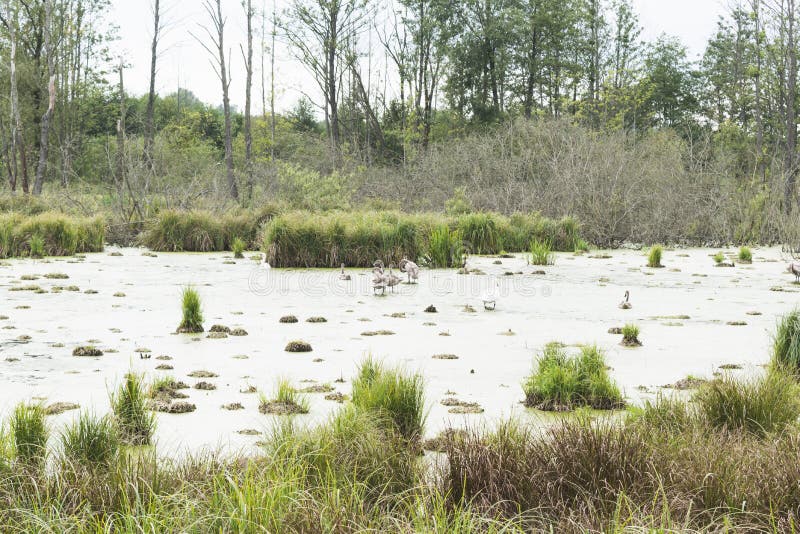 Swamp with Birds Near the Road Stock Photo - Image of open, march ...