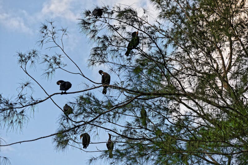 Swamp Birds Nesting on Branches Stock Image - Image of perch ...