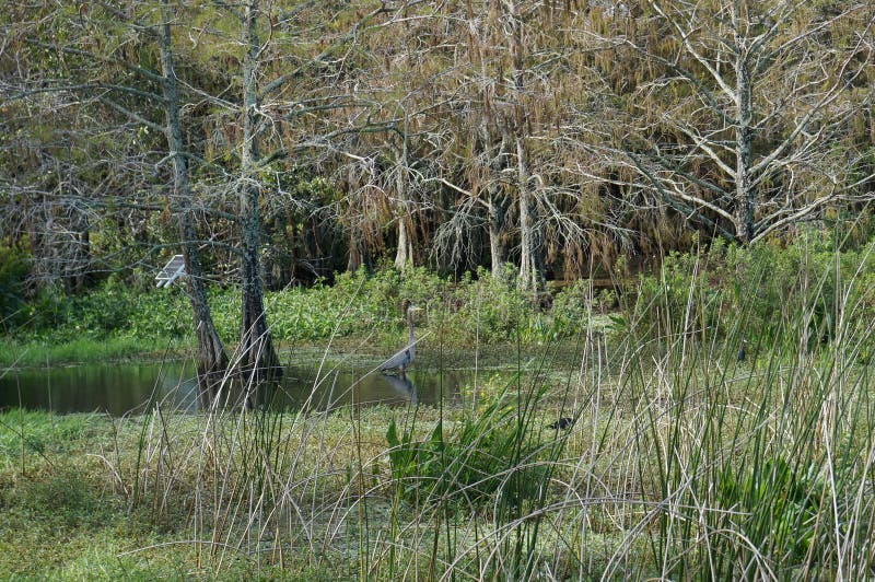 Swamp Birds Wading in Florida Stock Image - Image of florida, hunting ...