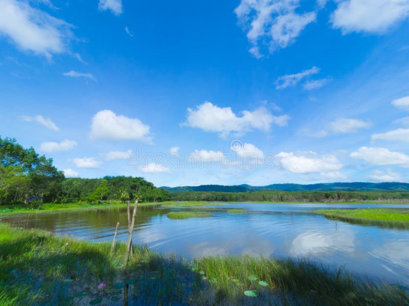 Swamp with Blue Sky Background Stock Photo - Image of scenic, river ...